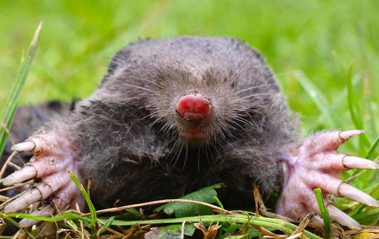 How To Identify And Remove A Mole Problem From Your Memphis Yard | KemCo